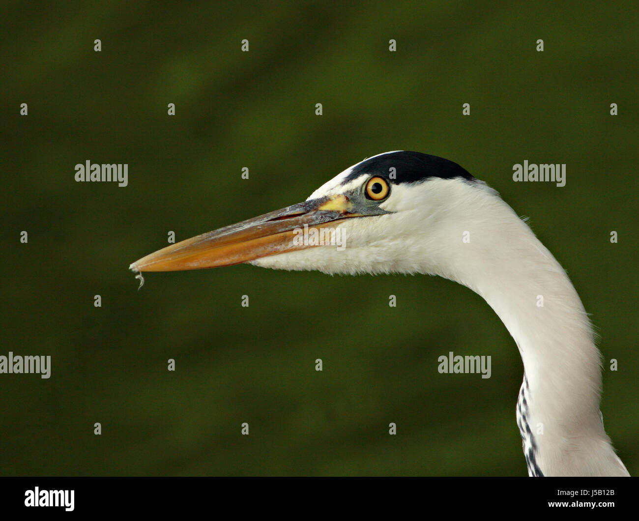 tree trees bird hunter birds hunt waterfowls waterfowl heron water ...