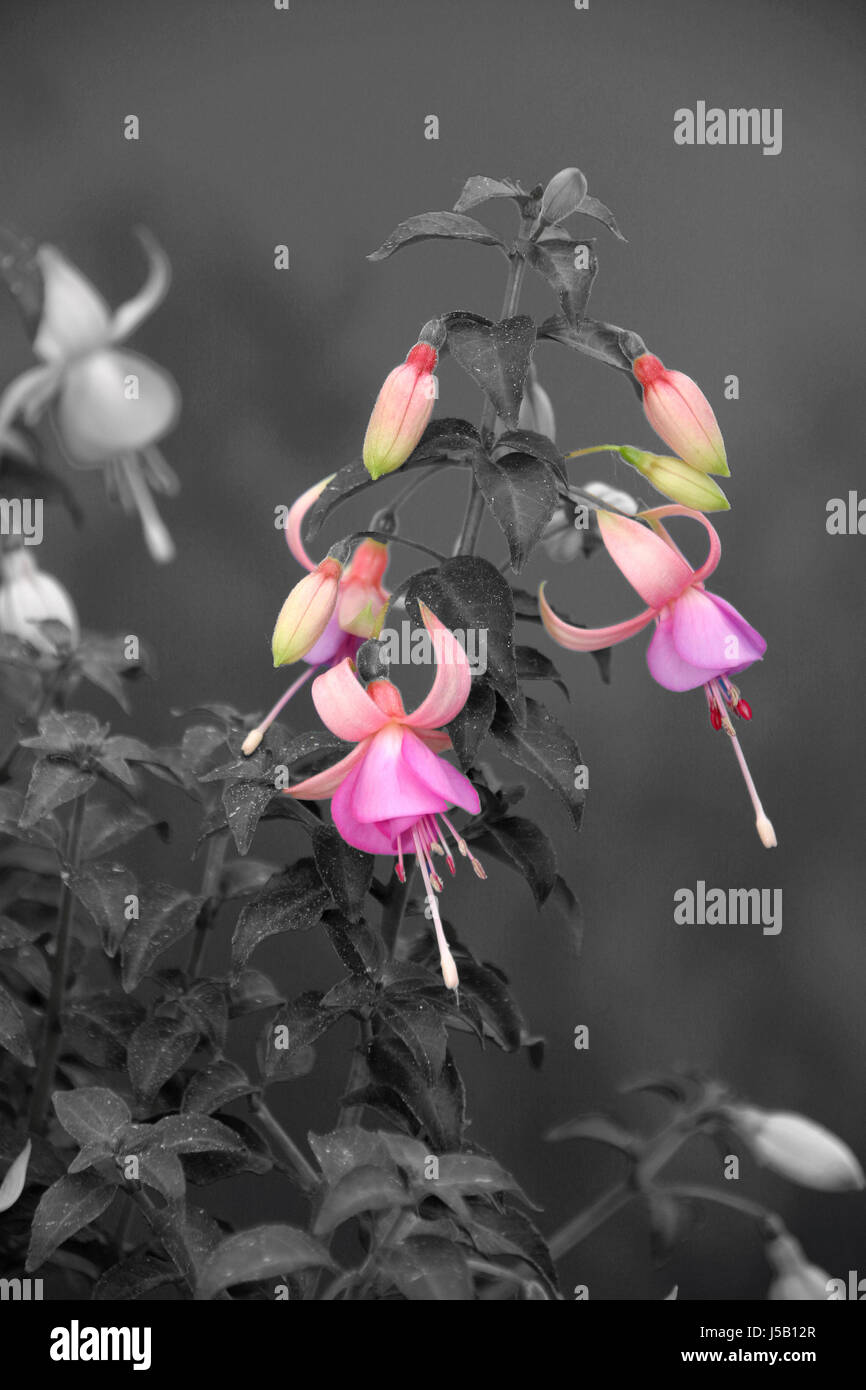 Gimmick hi-res stock photography and images - Alamy