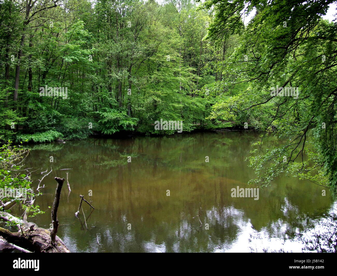 beautiful beauteously nice tree trees quiet root water landscape river ...