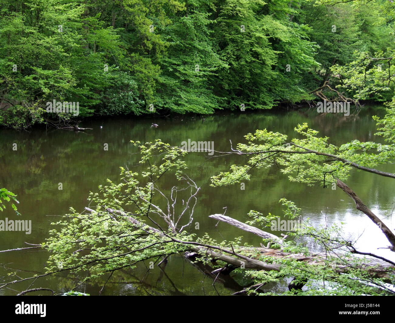 beautiful beauteously nice tree trees quiet root water landscape river ...