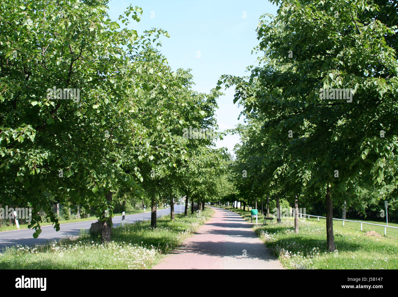 tree trees green track avenue head of a tree cycle track street road ...