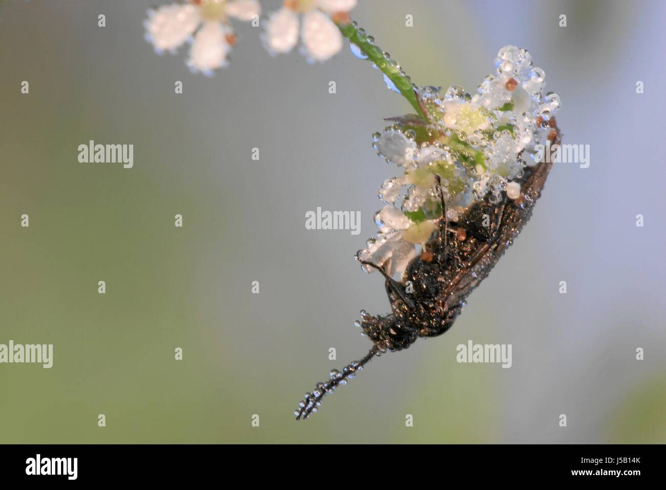 Insect insects hi-res stock photography and images - Alamy