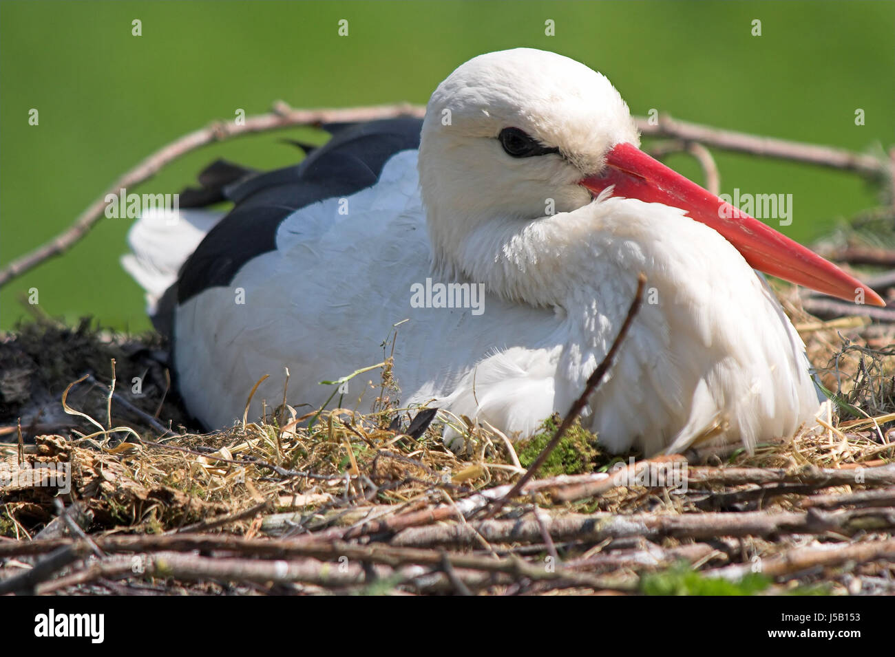 bird birds beak brood stork nest feathering storks cub baby beaks ...