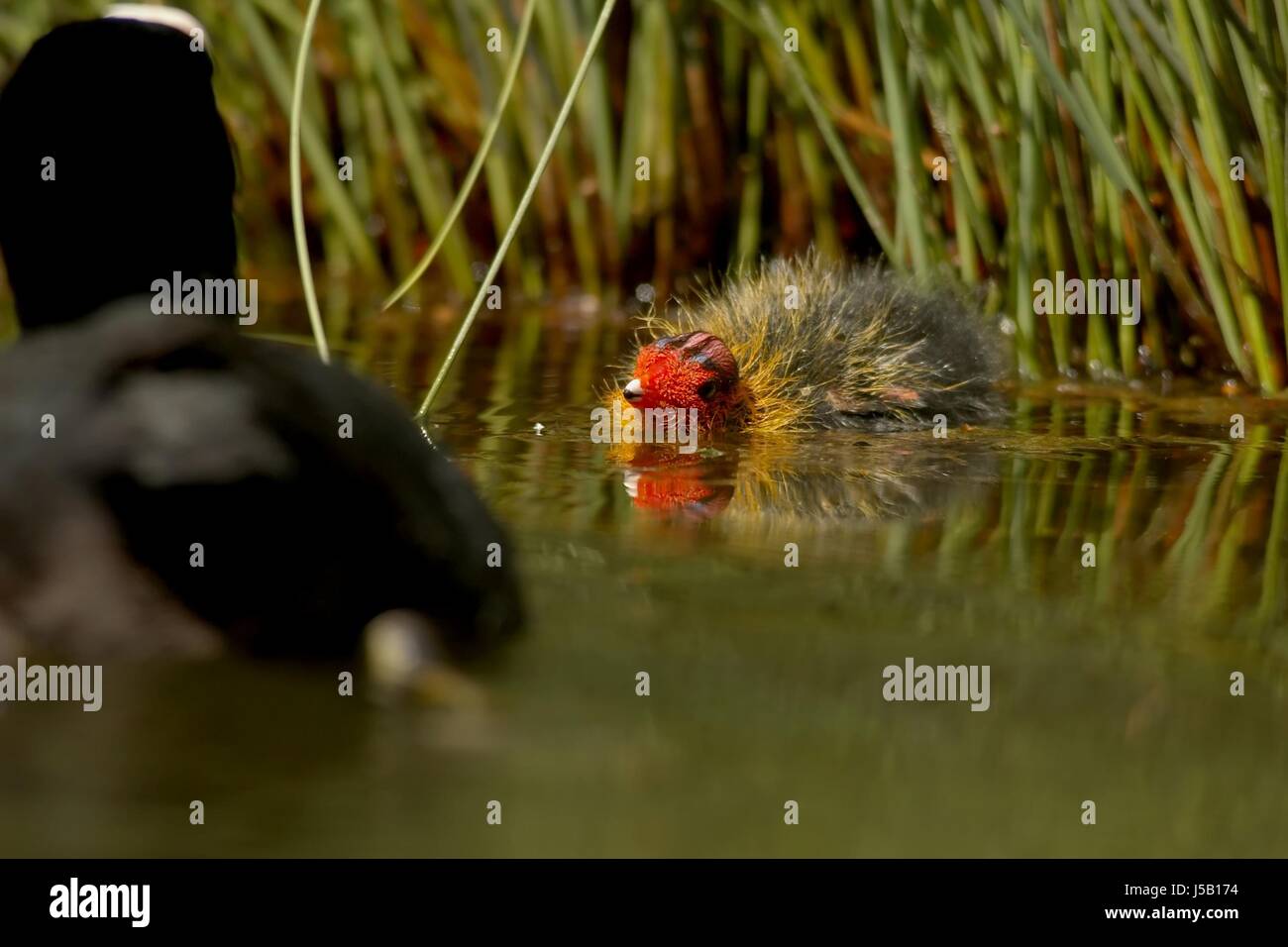 bird birds reed mirroring tele offspring wildlife waterfowls waterfowl ...