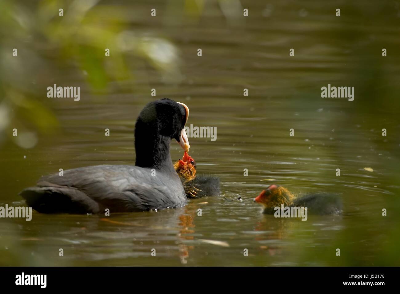 bird birds reed mirroring tele offspring wildlife waterfowls waterfowl ...