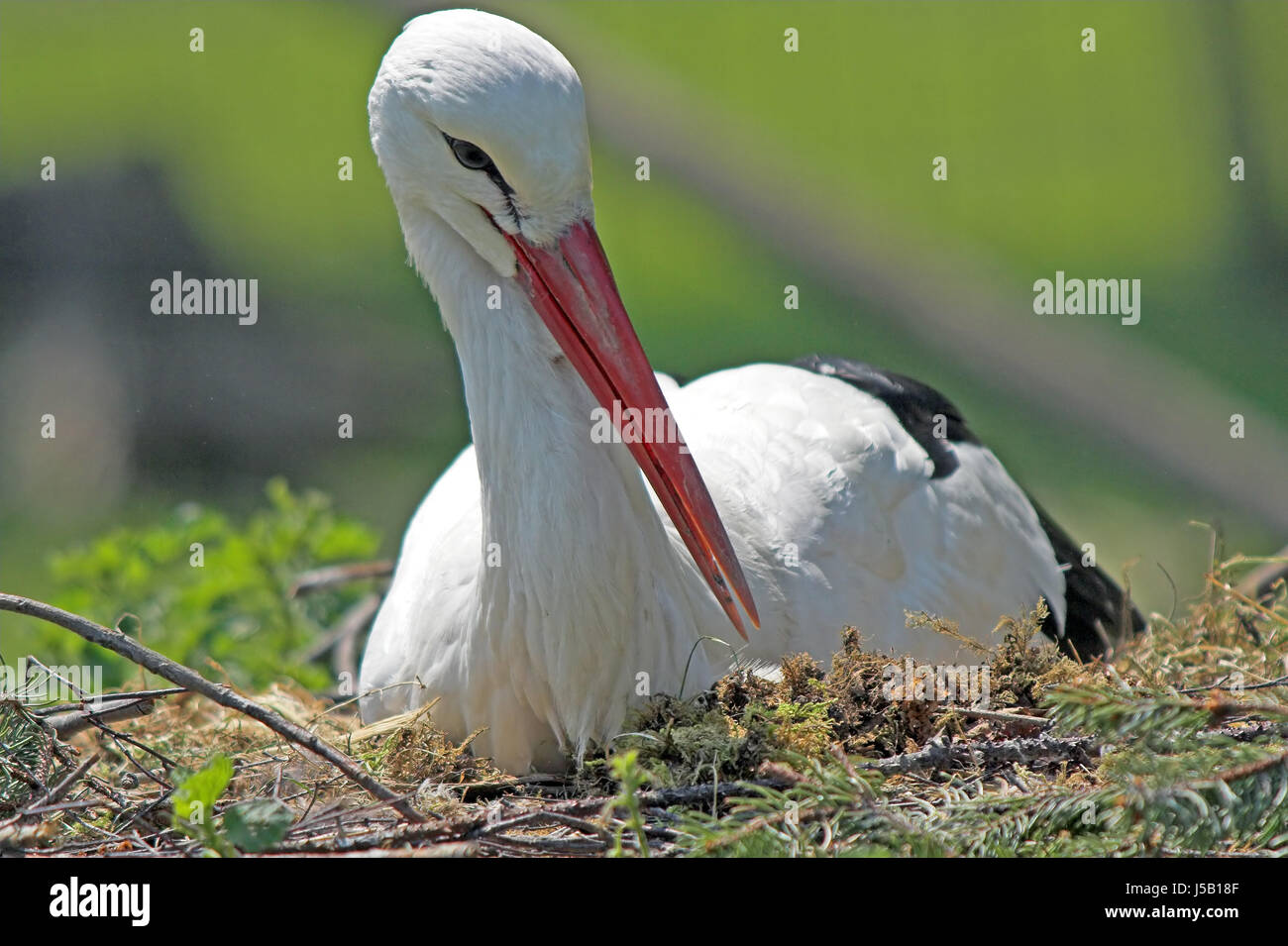 bird birds beak brood stork nest feathering storks cub baby beaks ...