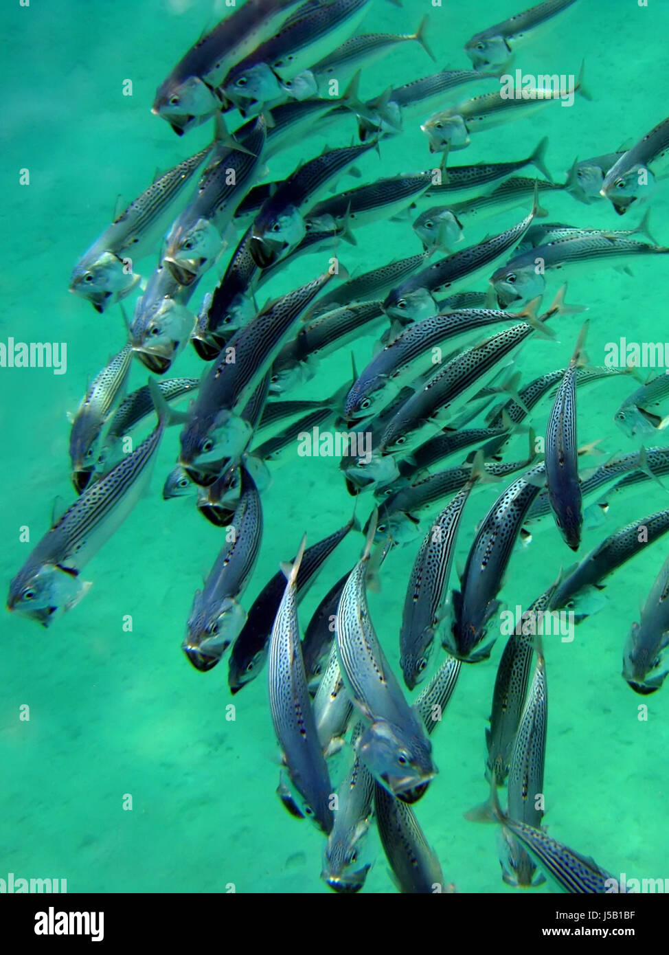 Silver mouth hi-res stock photography and images - Alamy