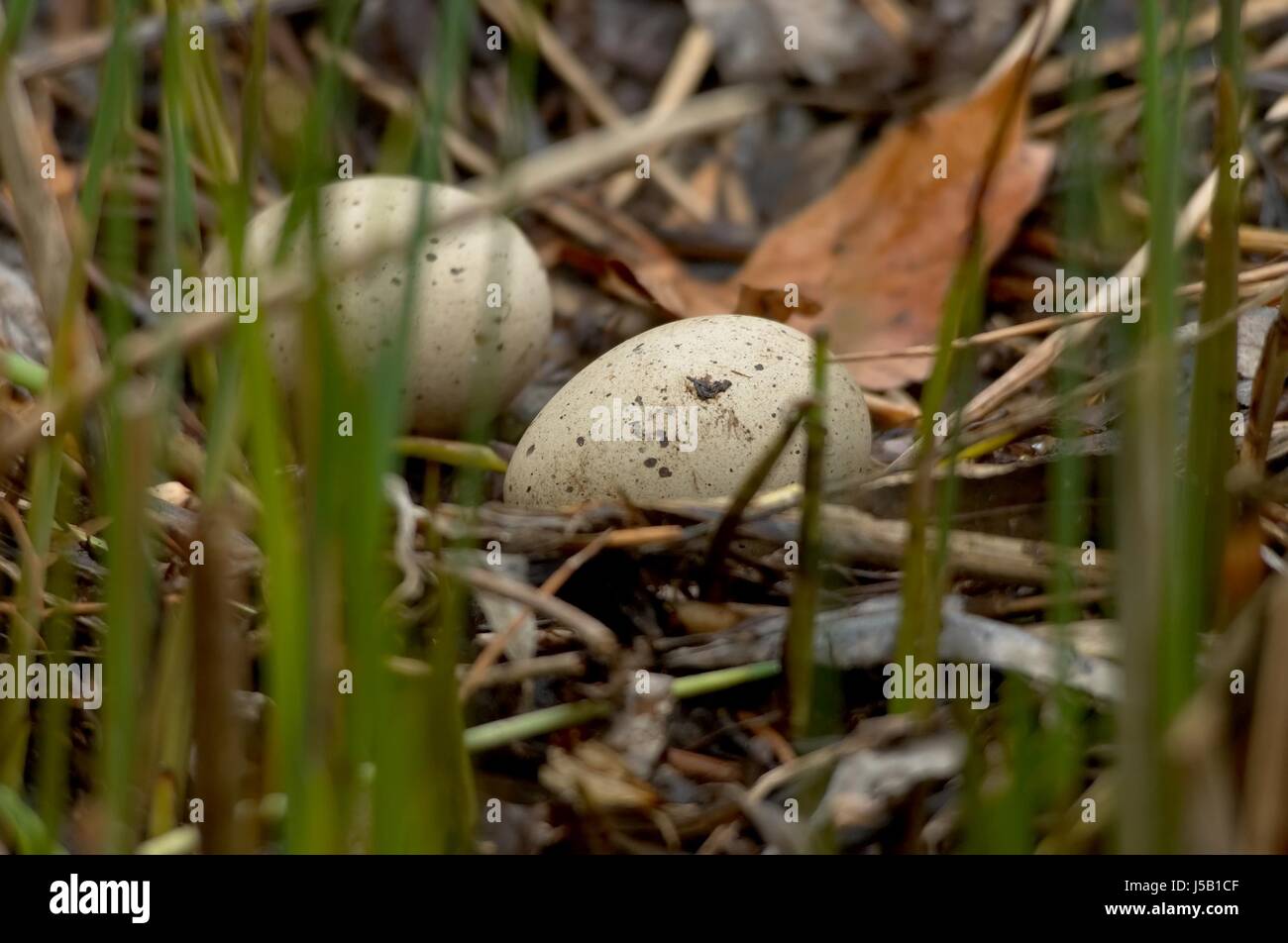 tele nest wildlife blades of grass blade of grass grass hidden eggs ...