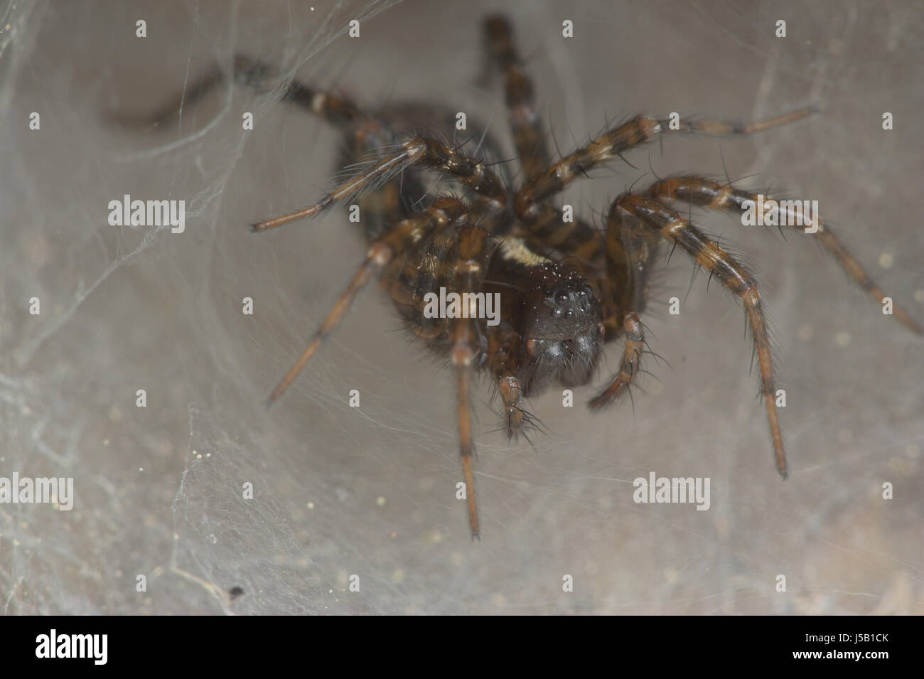 spider under construction Stock Photo - Alamy