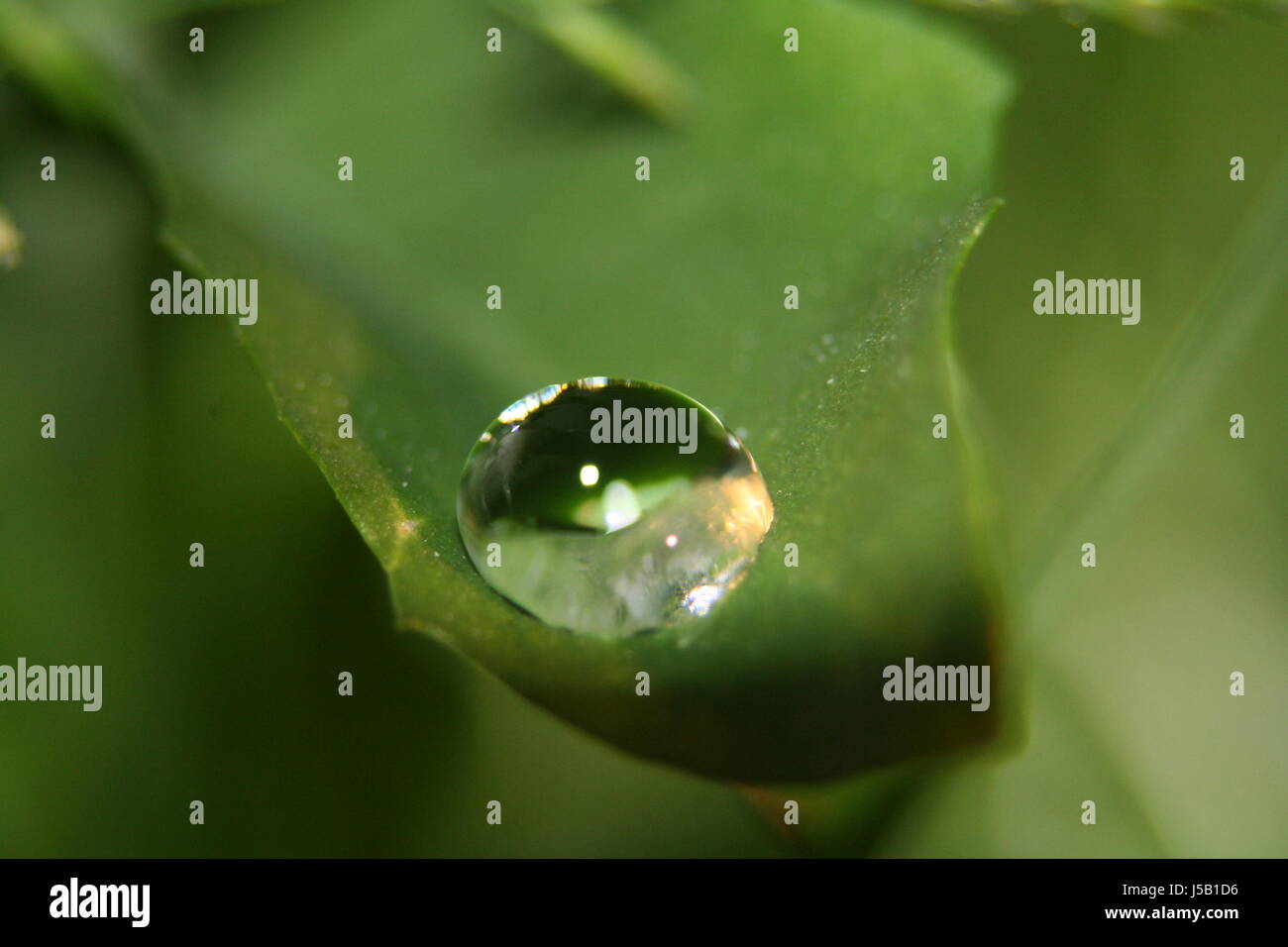 green raindrop meadow grass lawn water nature drop drip drops seeping ...