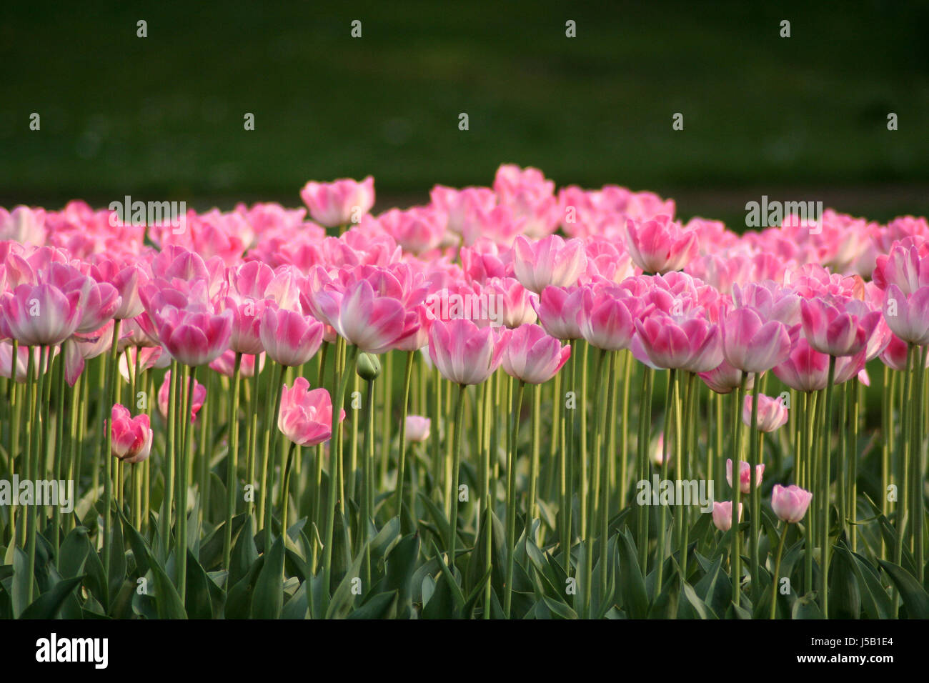 Blumengrenze hi-res stock photography and images - Alamy