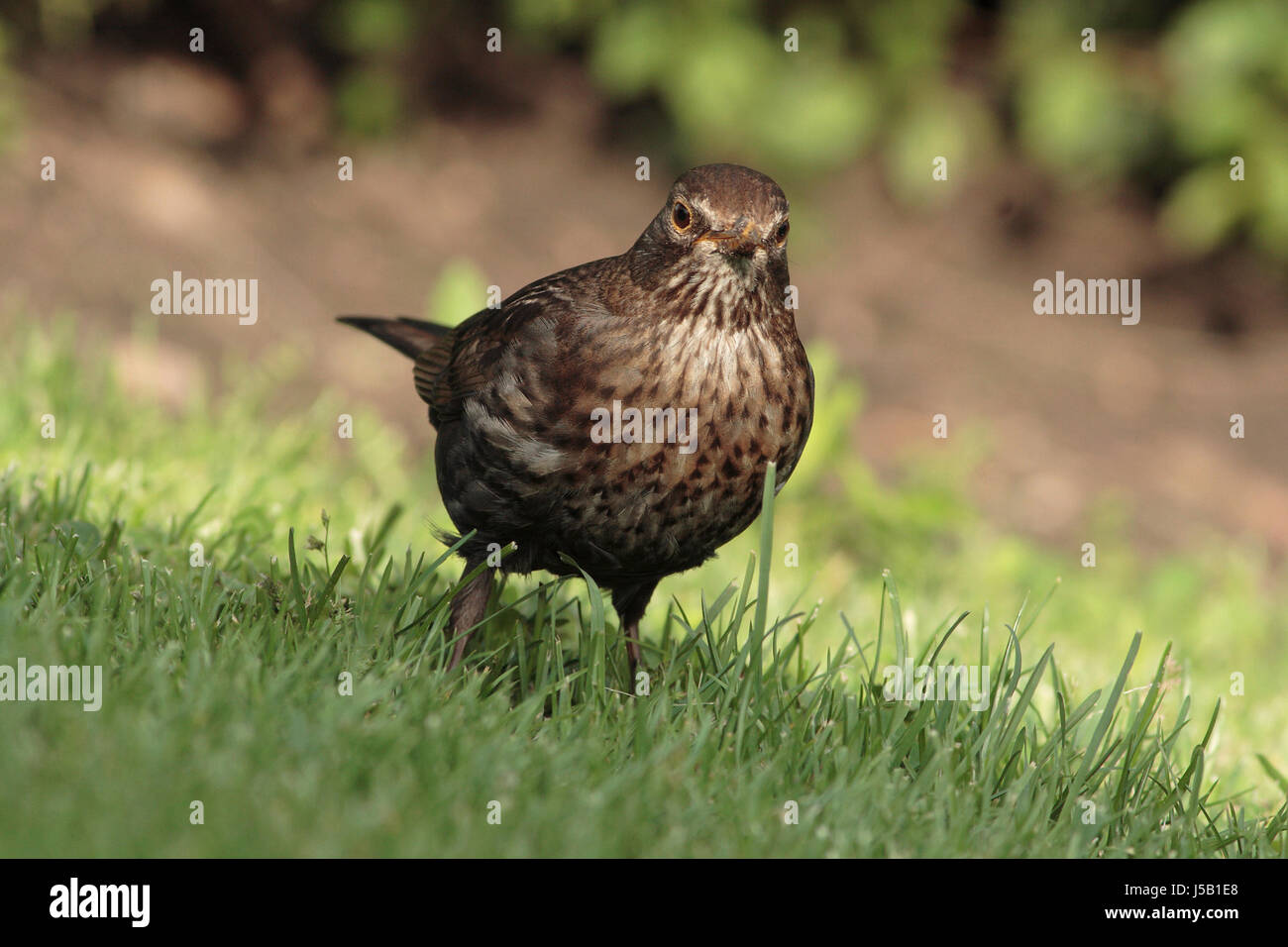 female bird birds beak shrub wet weed dirty blackbird singing-bird ...