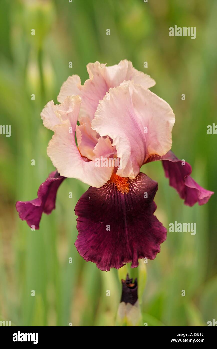 iris color splash Stock Photo - Alamy
