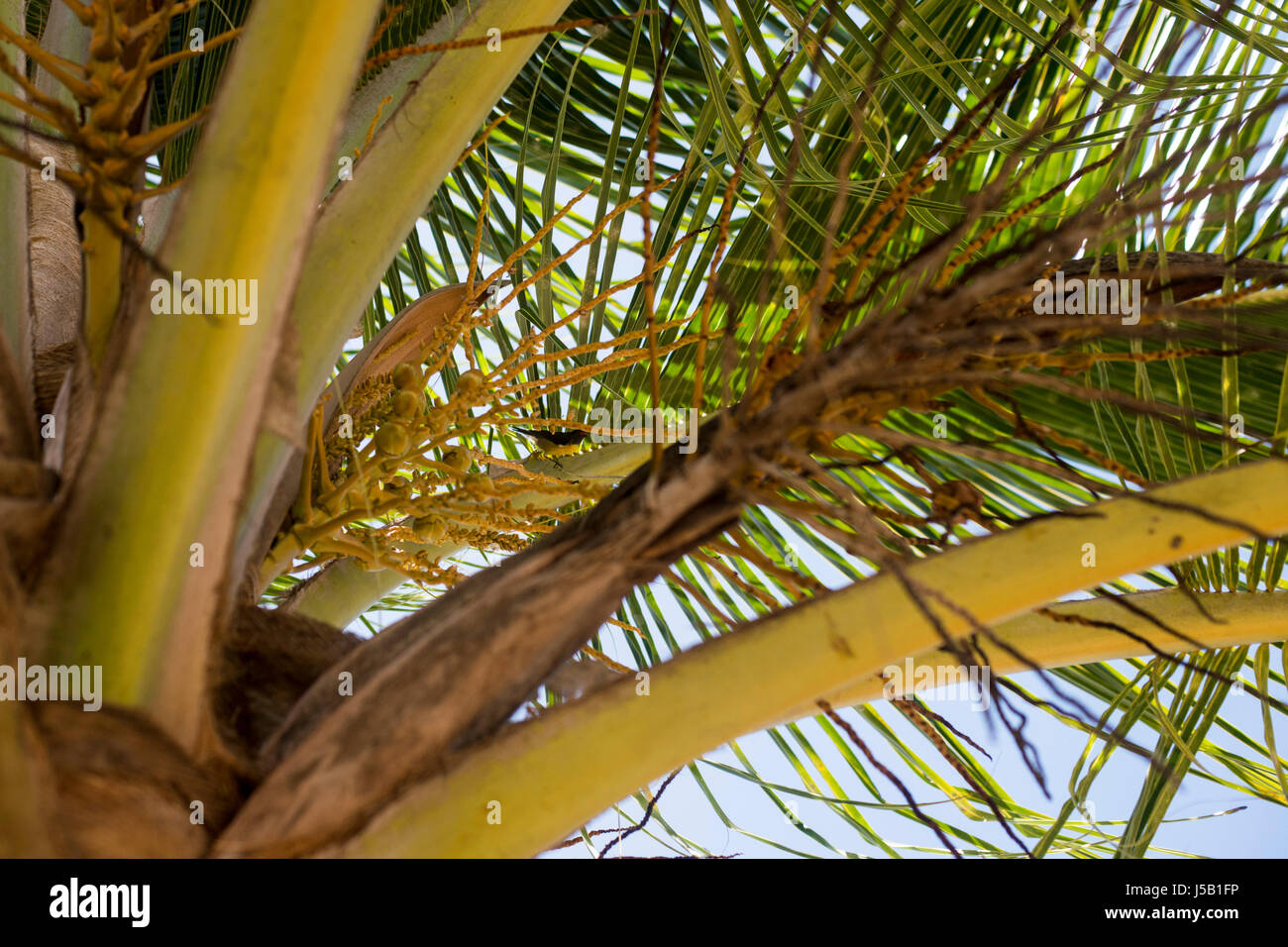young coconuts Stock Photo - Alamy young coconuts Stock Photo - Alamy