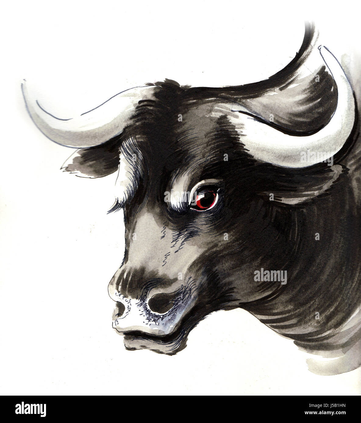 Black bull head Stock Photo - Alamy