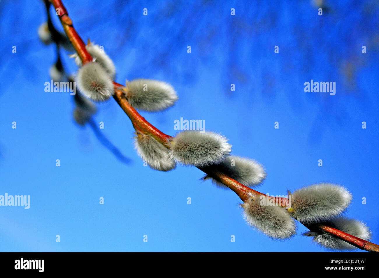 Willow cotton hi-res stock photography and images - Alamy