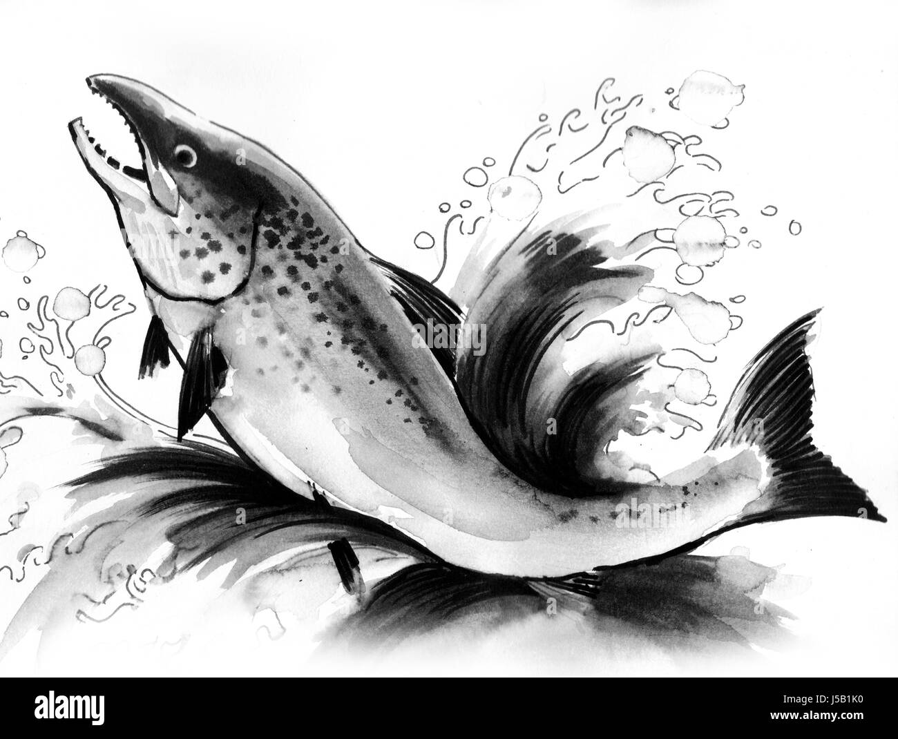 Salmon jumping illustration hi-res stock photography and images - Alamy