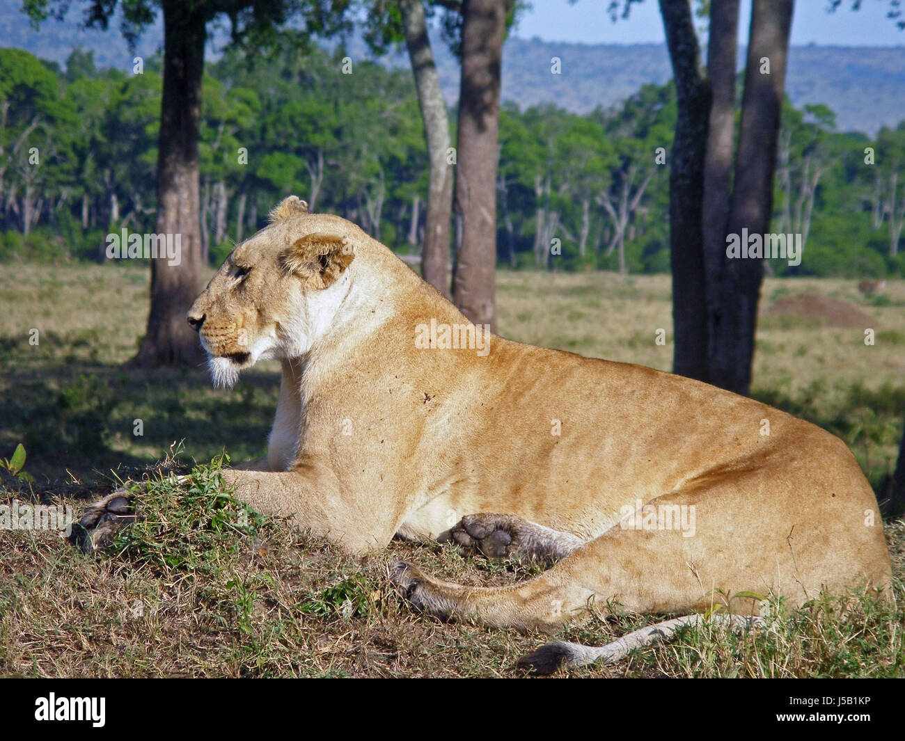 Lady Lioness High Resolution Stock Photography and Images - Alamy