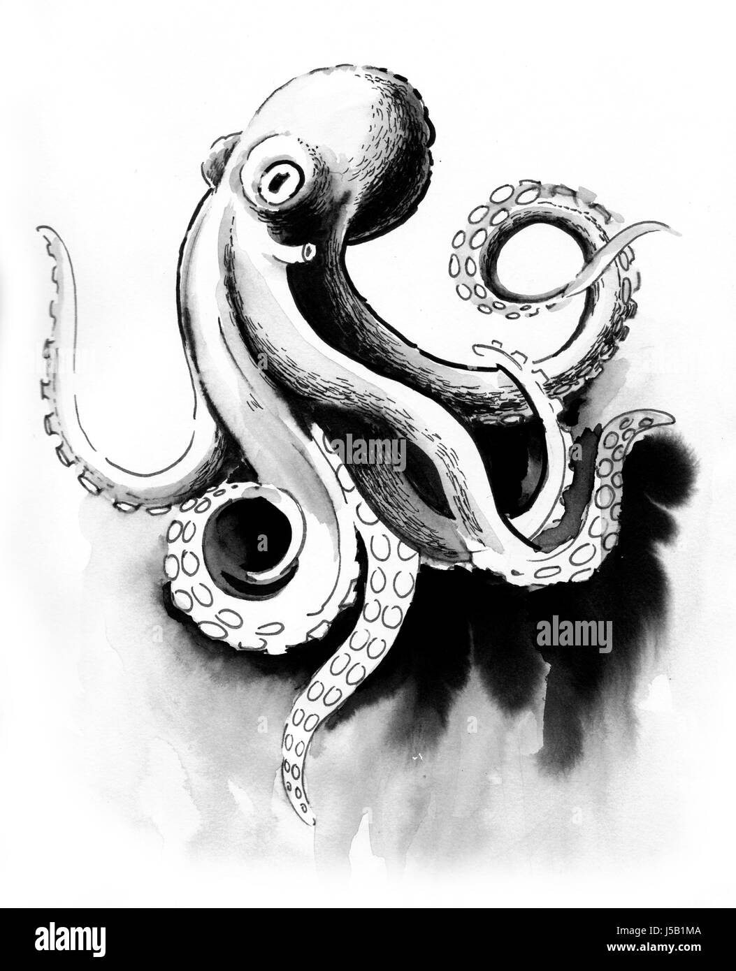 Inky and octopus hi-res stock photography and images - Alamy