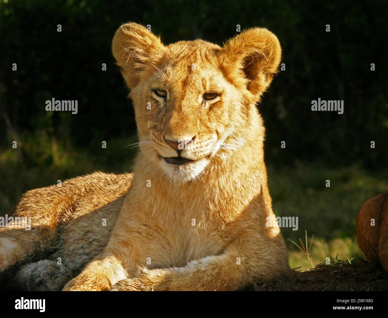 Grinning cat hi-res stock photography and images - Alamy