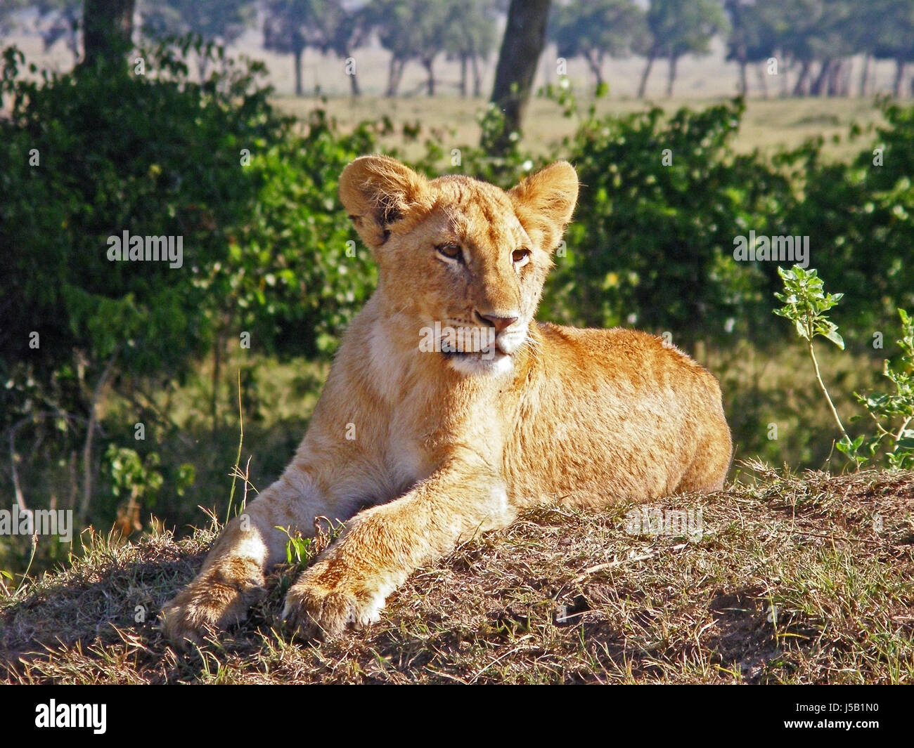 The little rascal hi-res stock photography and images - Alamy