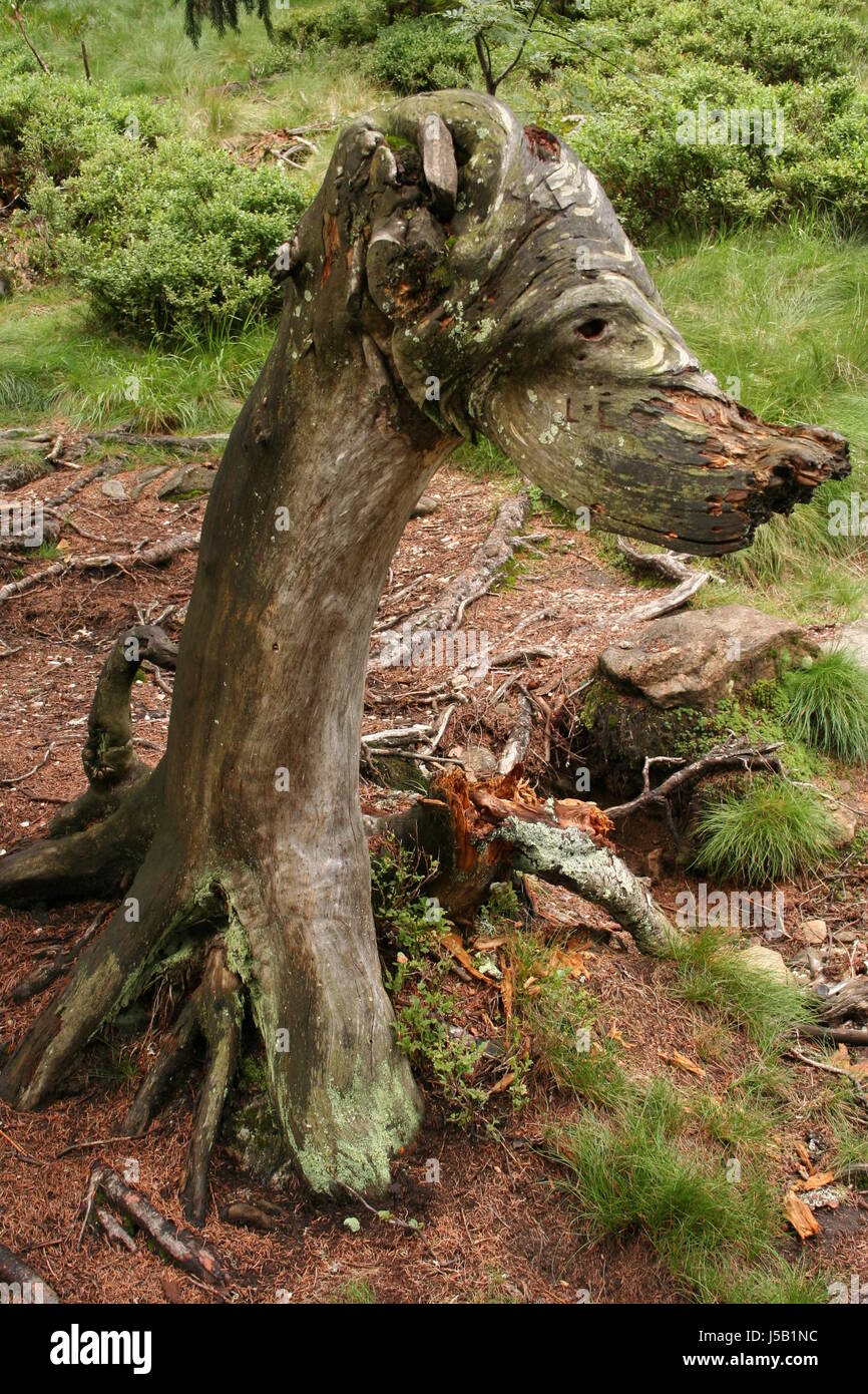 a tree dog Stock Photo - Alamy