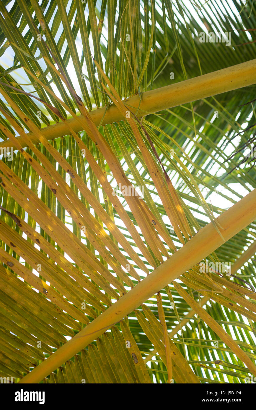 palm leaf lines, patterns Stock Photo - Alamy