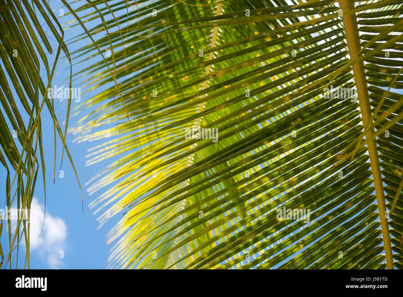 palm leaf lines, patterns Stock Photo - Alamy
