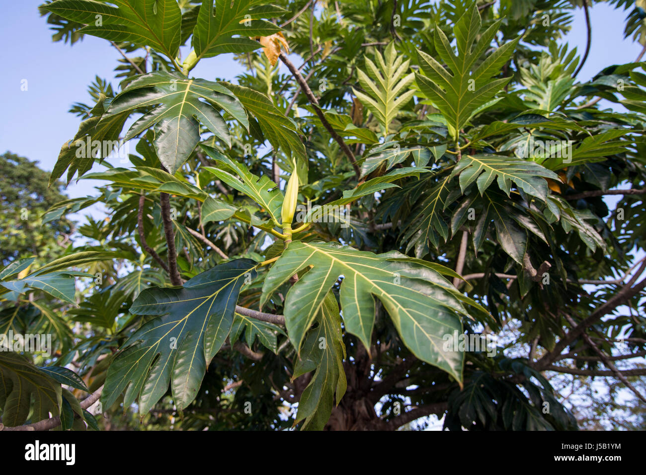 Breadfruit tree hi-res stock photography and images - Alamy