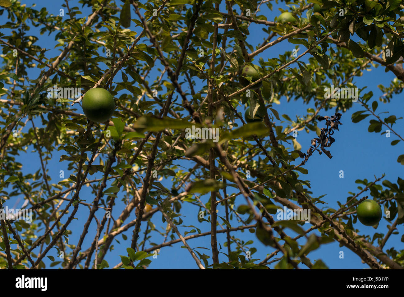 balls on tree Stock Photo - Alamy