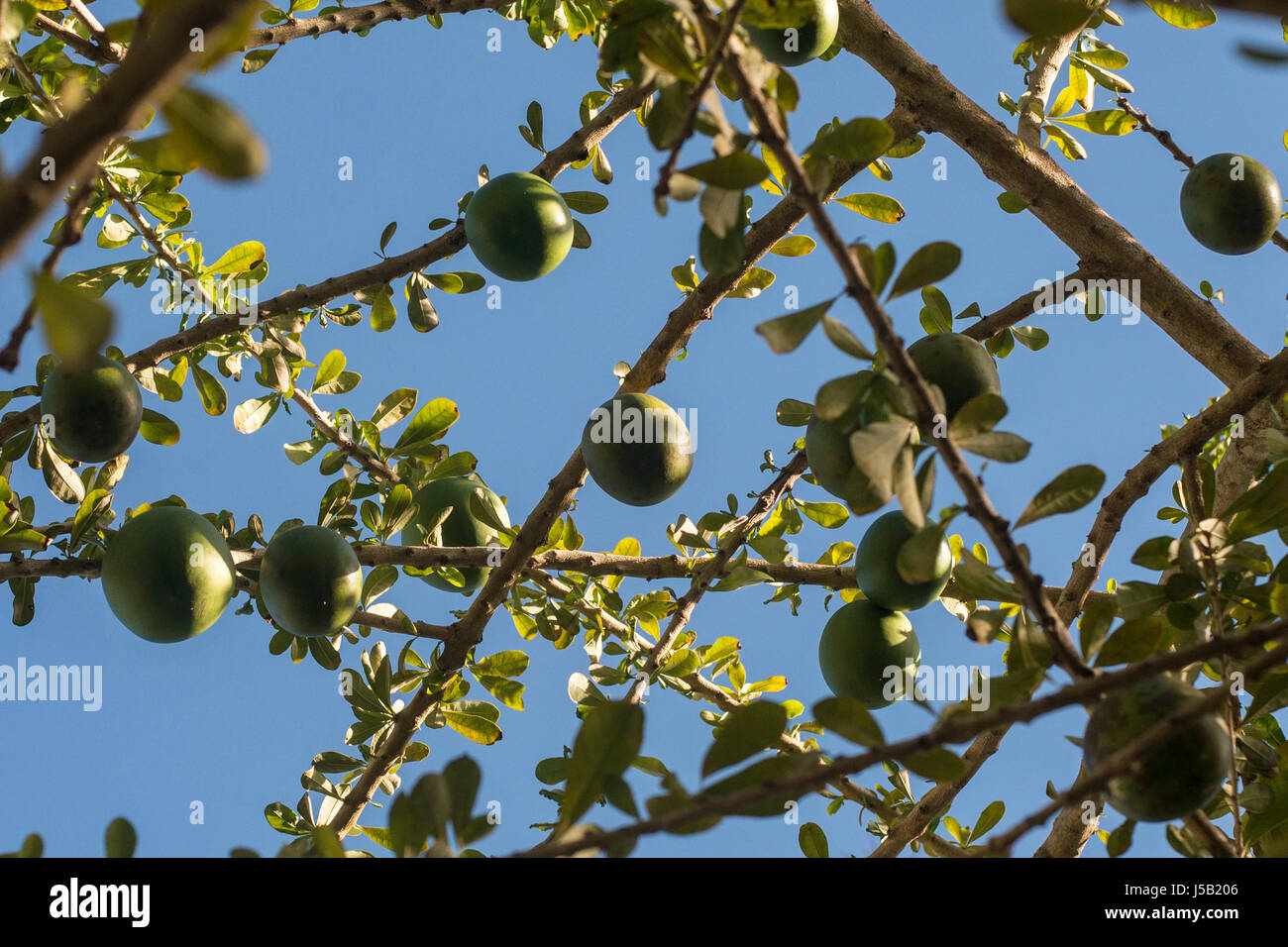 balls on tree Stock Photo - Alamy