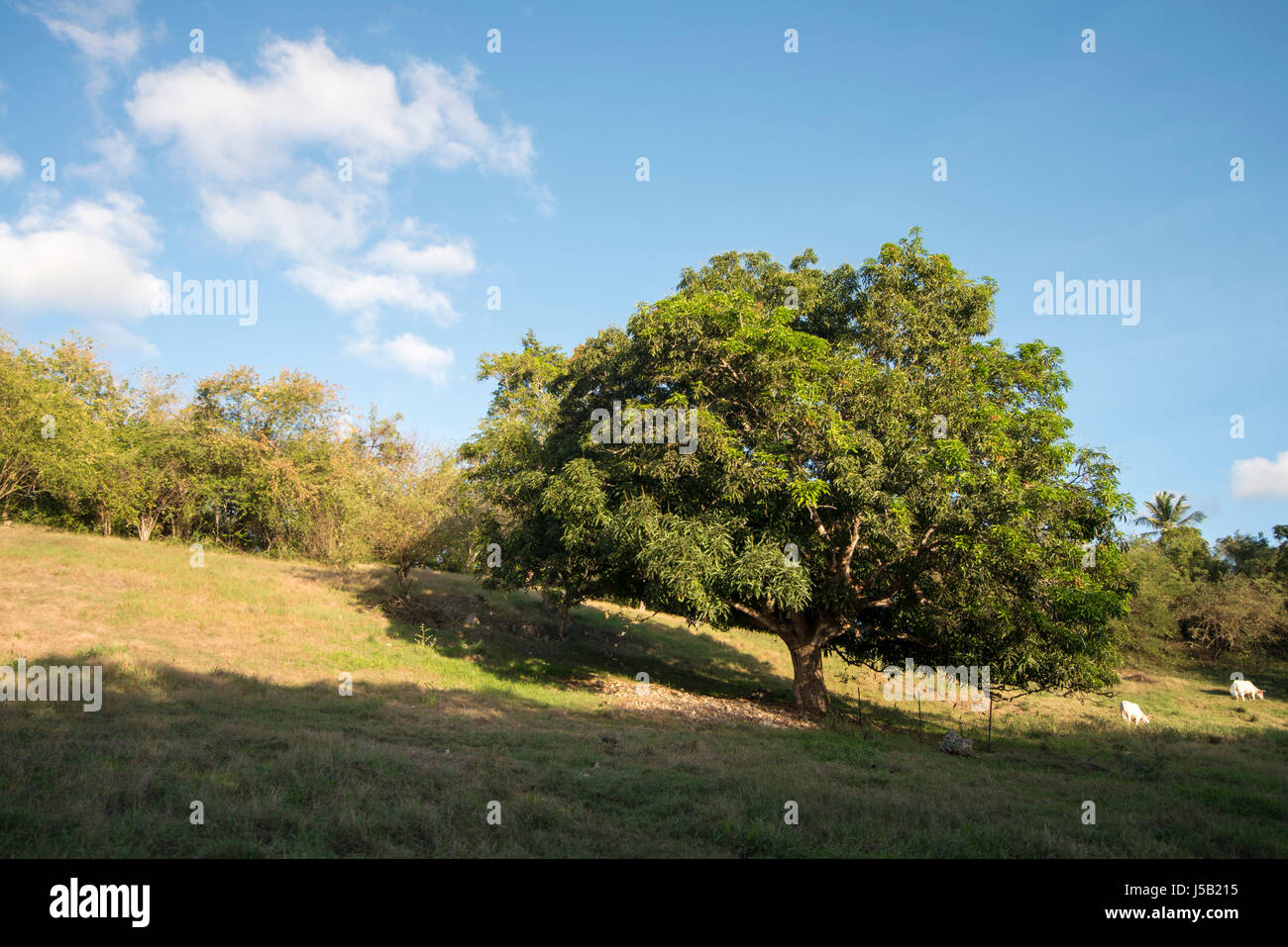 The mango tree hi-res stock photography and images - Alamy