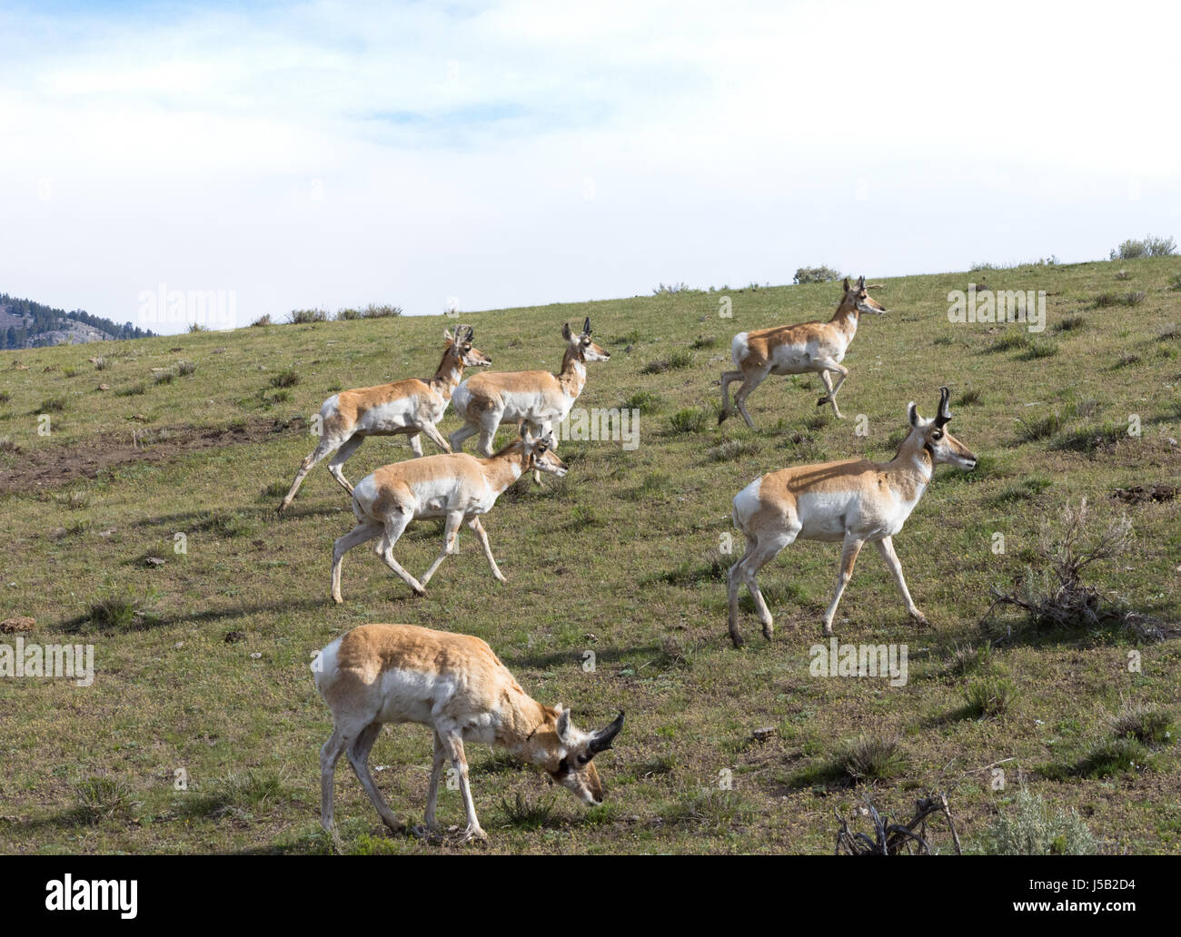 Pronghorns in yellowstone hi-res stock photography and images - Alamy