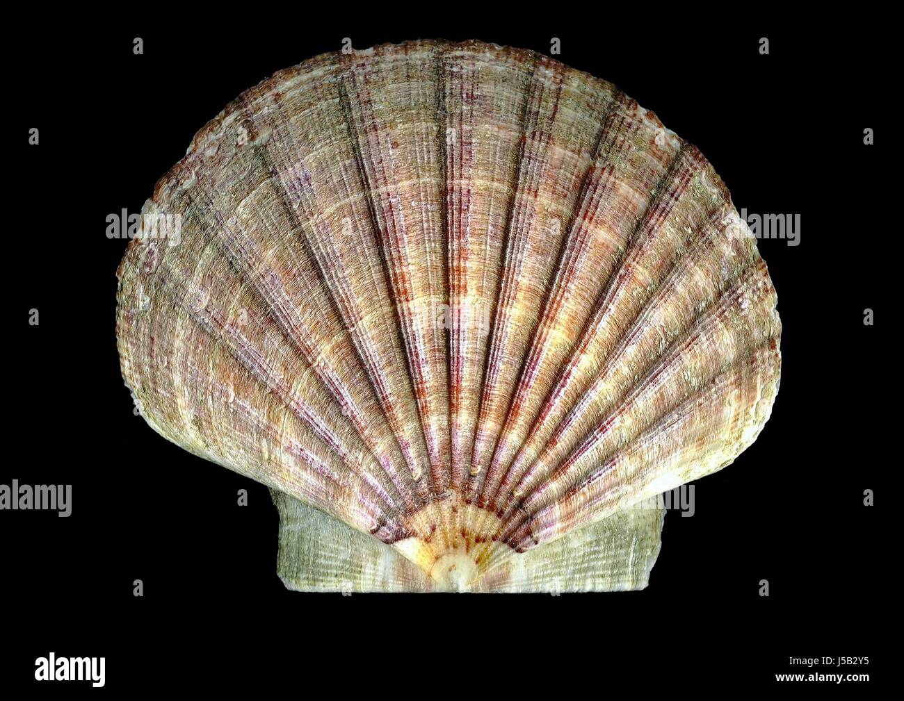 art forms of nature iv Stock Photo - Alamy