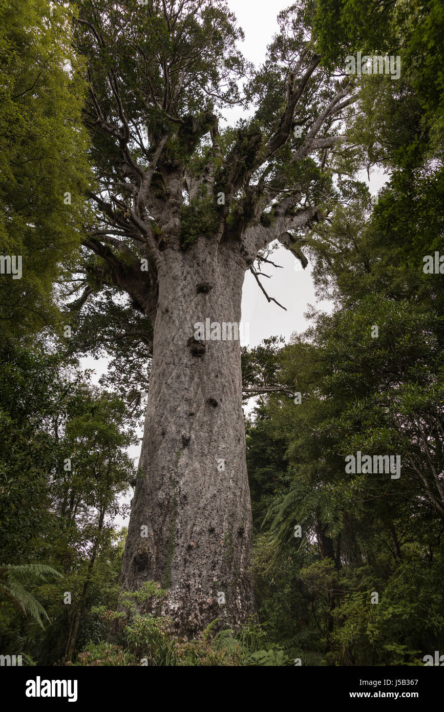 Maori mythology hi-res stock photography and images - Alamy