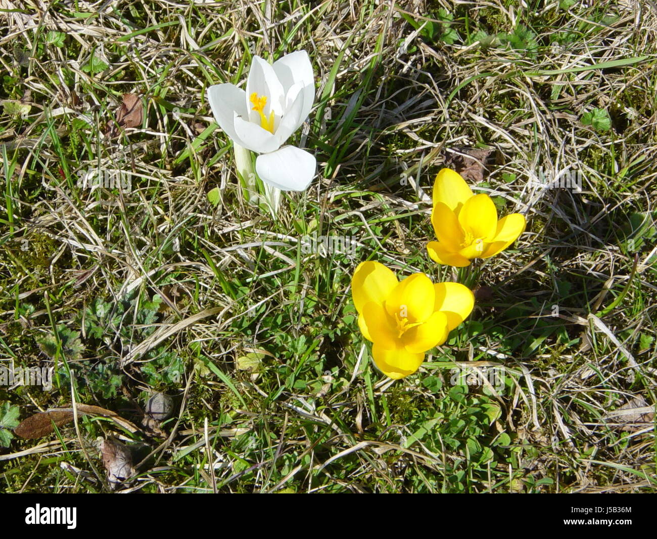 the first crocuses Stock Photo - Alamy