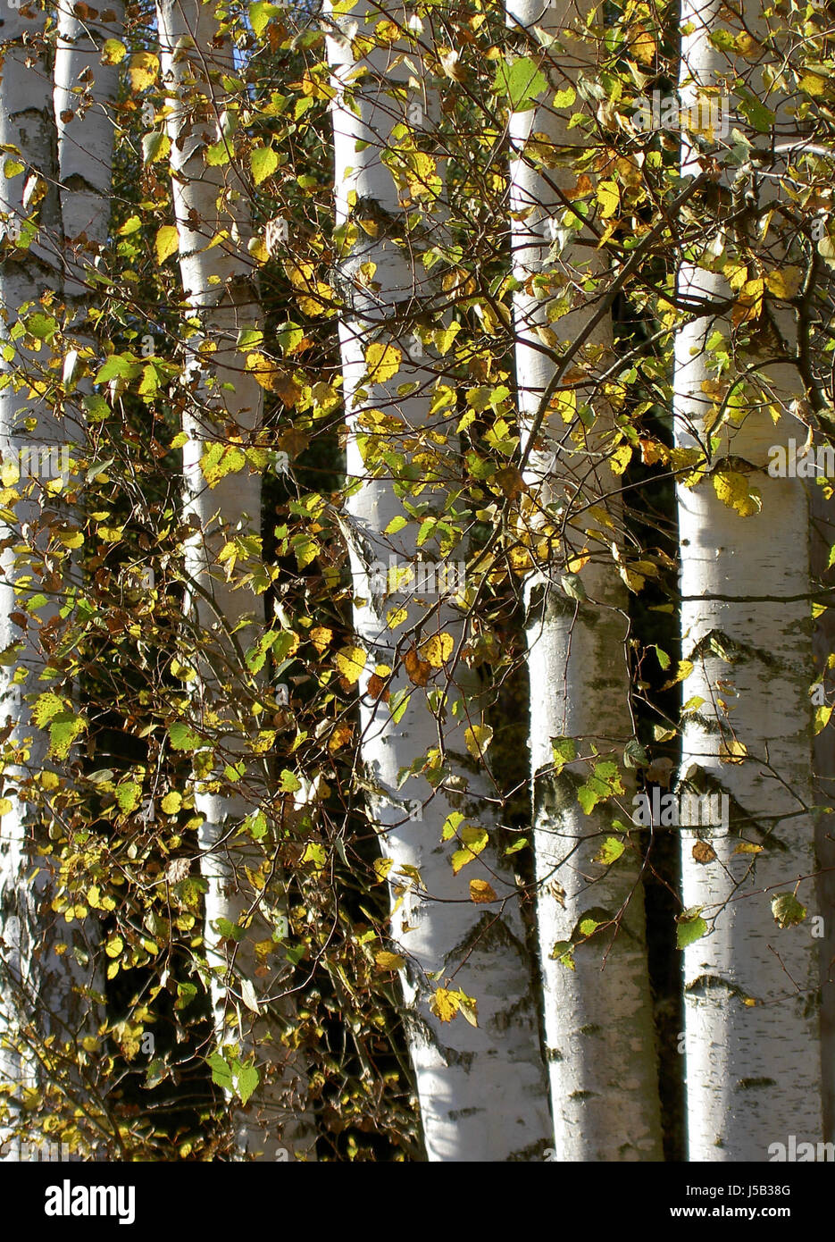 Birkenreihe hi-res stock photography and images - Alamy