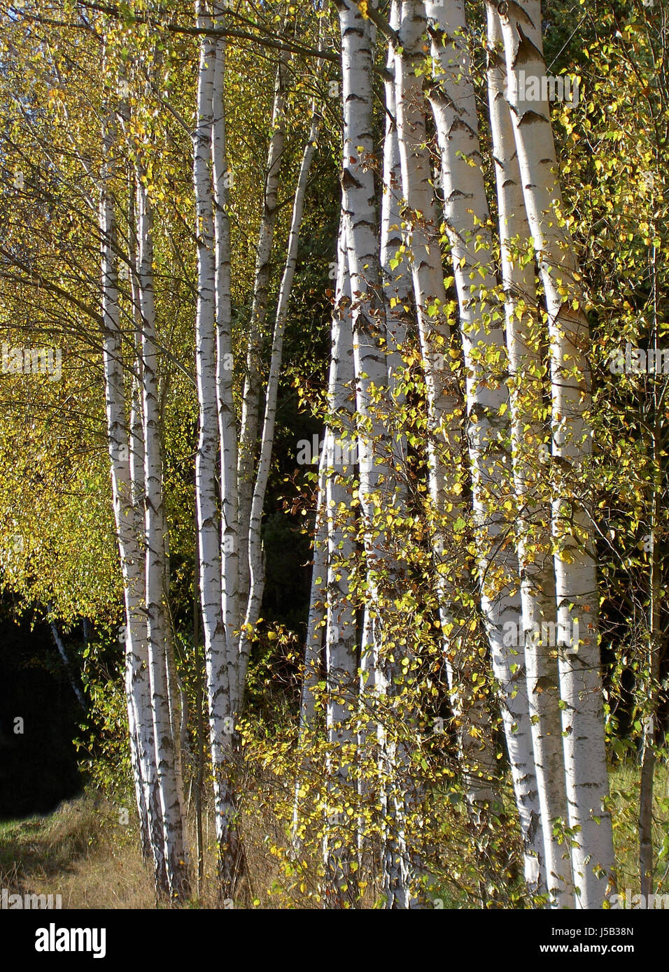 Birkenreihe hi-res stock photography and images - Alamy