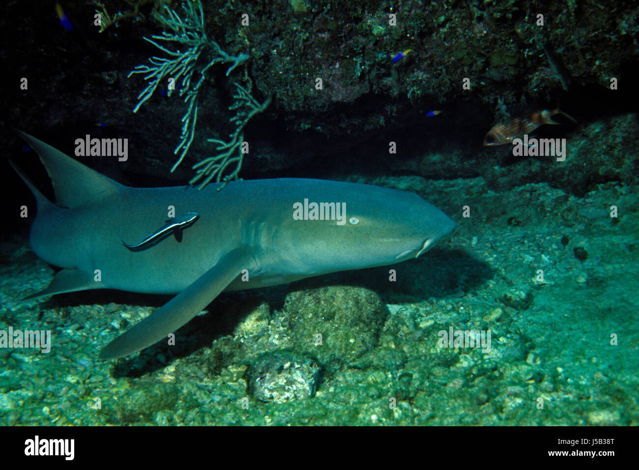 Ammenhai hi-res stock photography and images - Alamy
