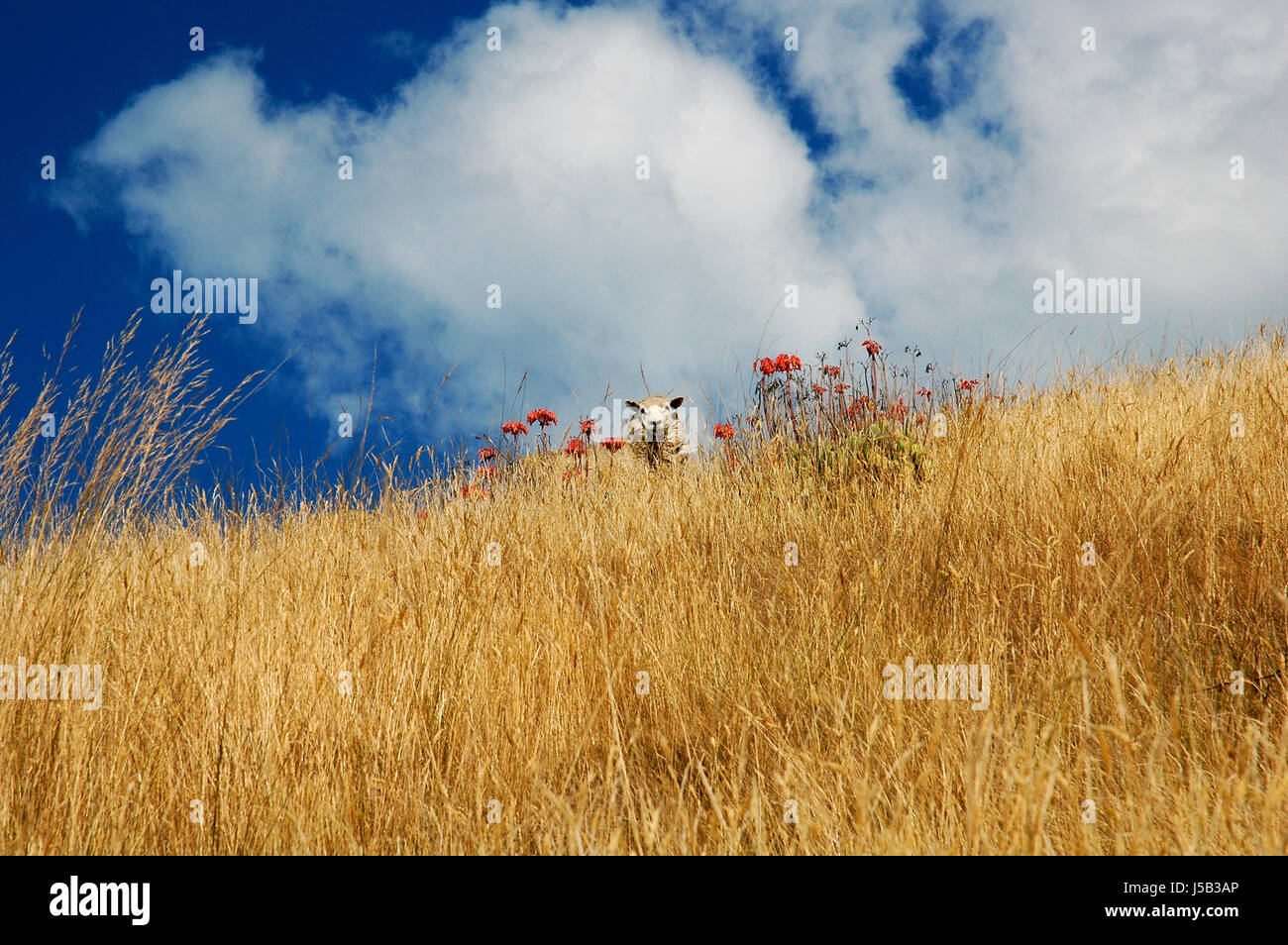 somebody is watching you Stock Photo - Alamy