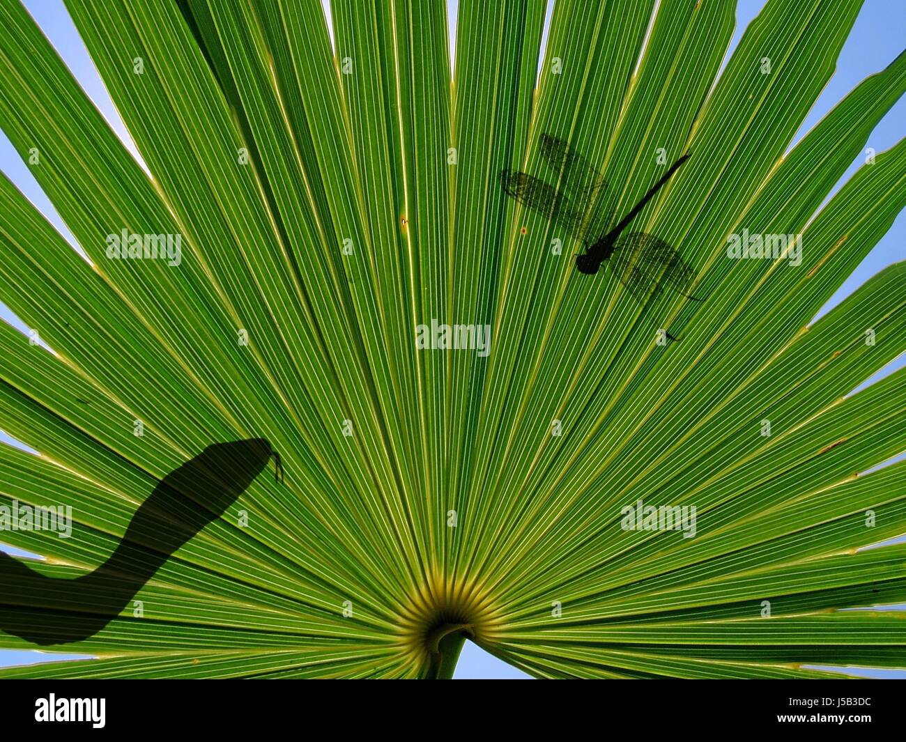 snake and dragonfly Stock Photo - Alamy
