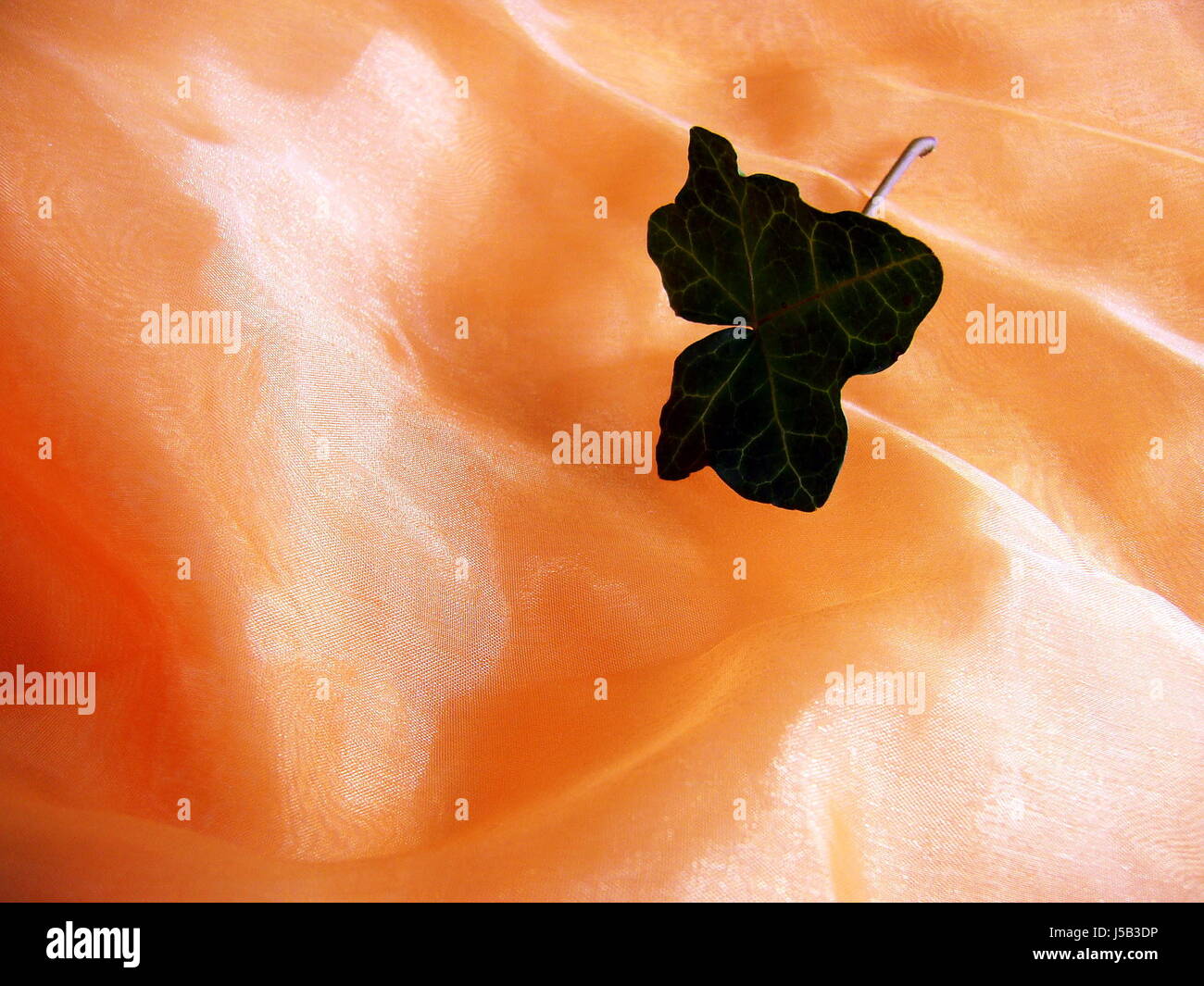Ivy sheet hi-res stock photography and images - Alamy