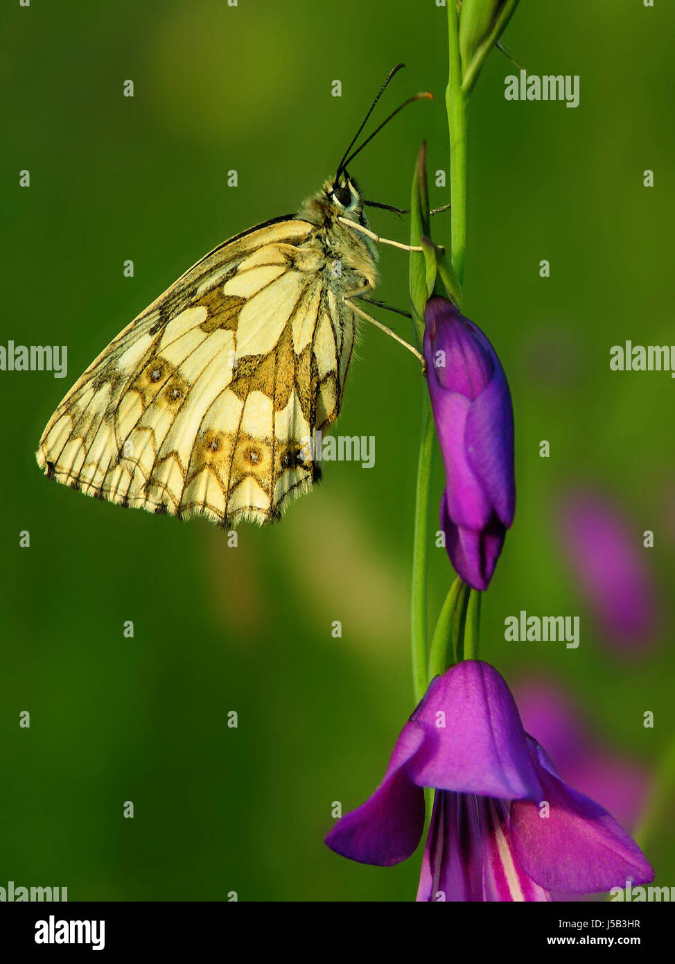 butterfly swamp bavaria moth chessboard butterflies heath gladiolus ...