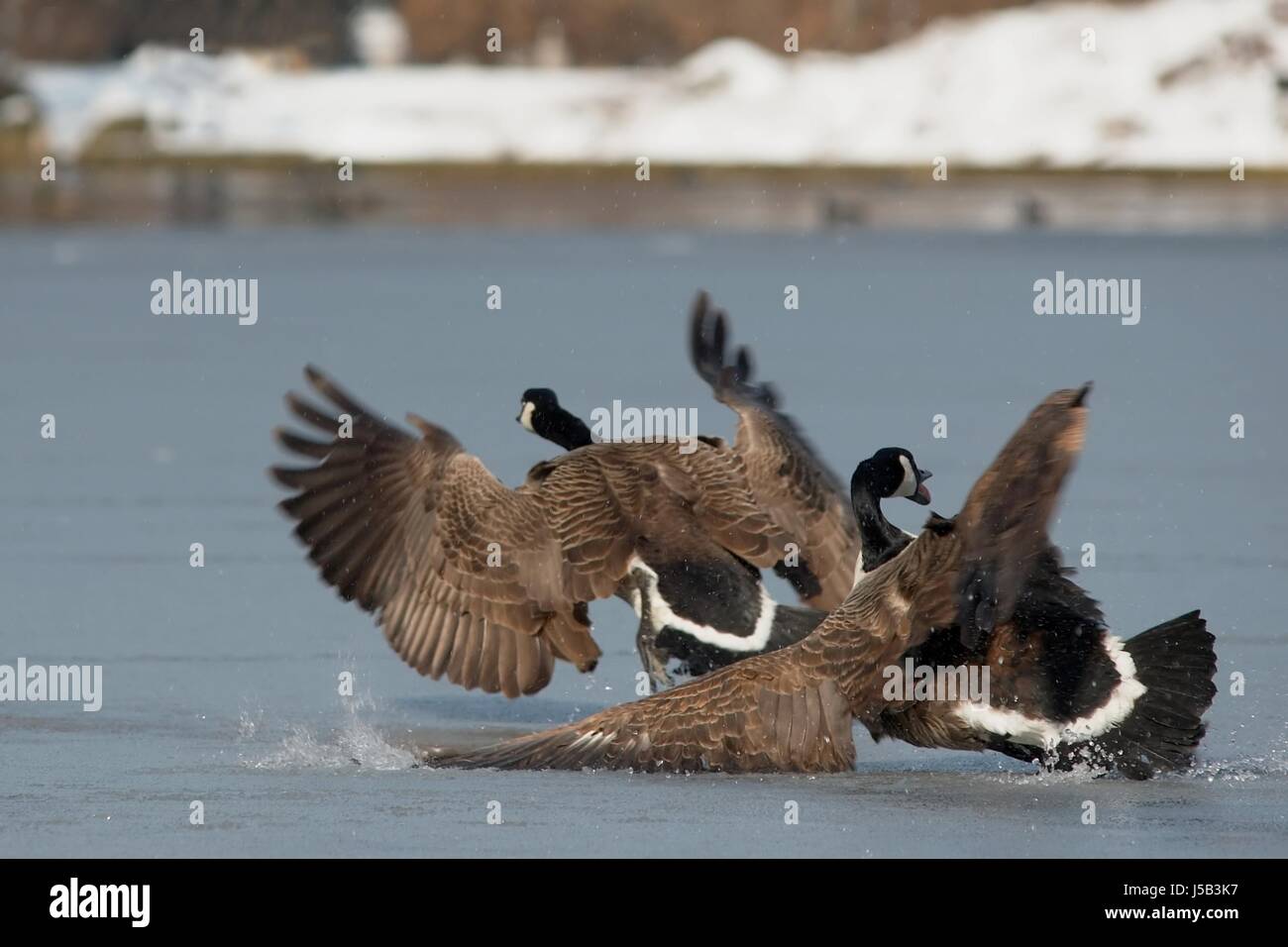 winter bird birds ice tele waterfowls waterfowl goose fresh water lake ...