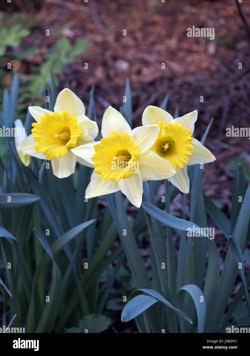 green bloom blossom flourish flourishing flower flowers plant easter ...
