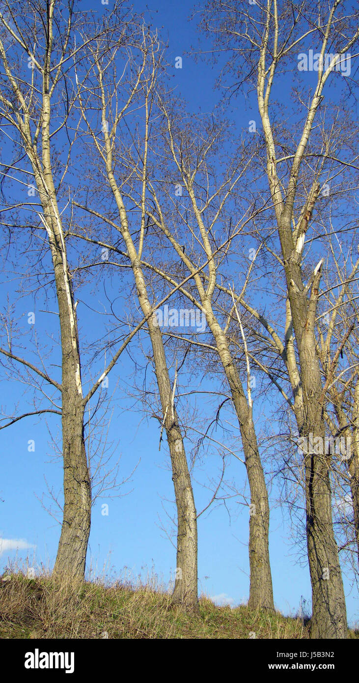blue tree trees hill upstairs deciduous tree abreast sight view outlook ...