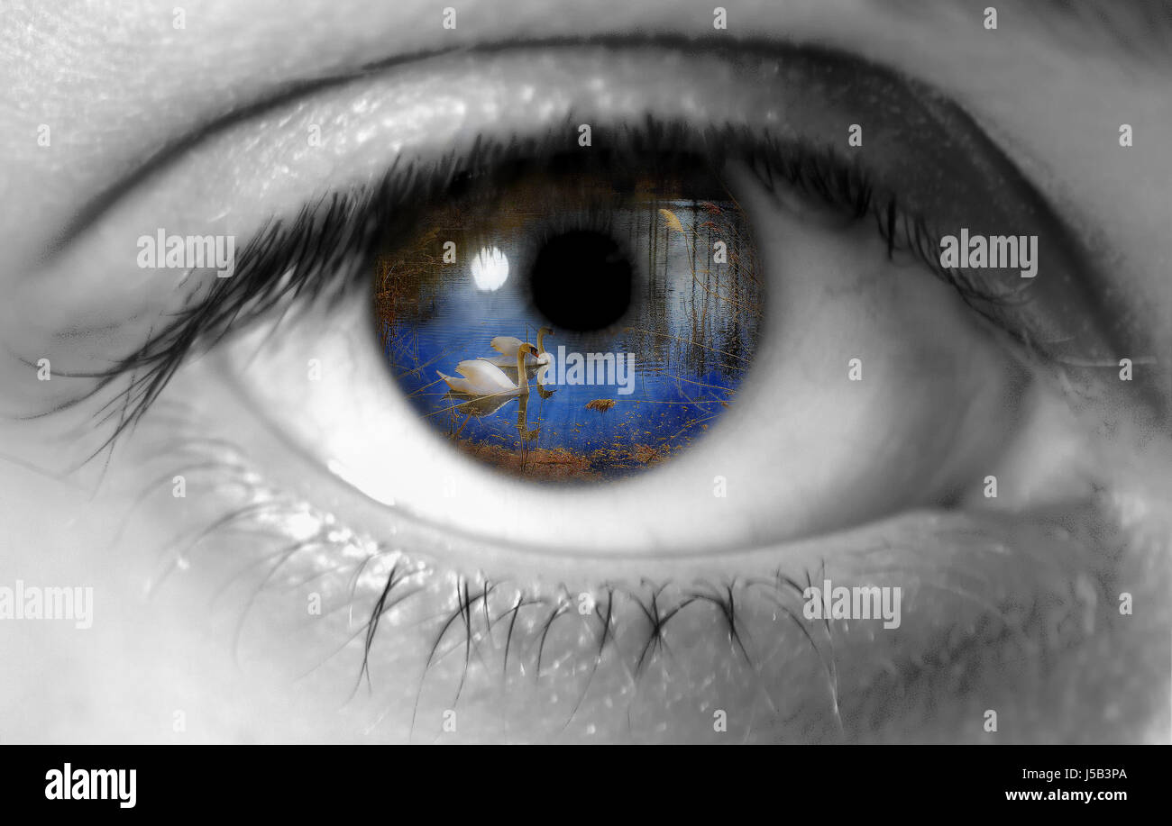 future eye organ swans swan eyes look glancing see view looking peeking ...