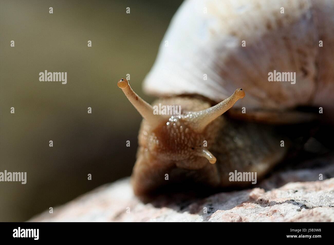 house building animal mollusc armour snail edible snail snail shell ...