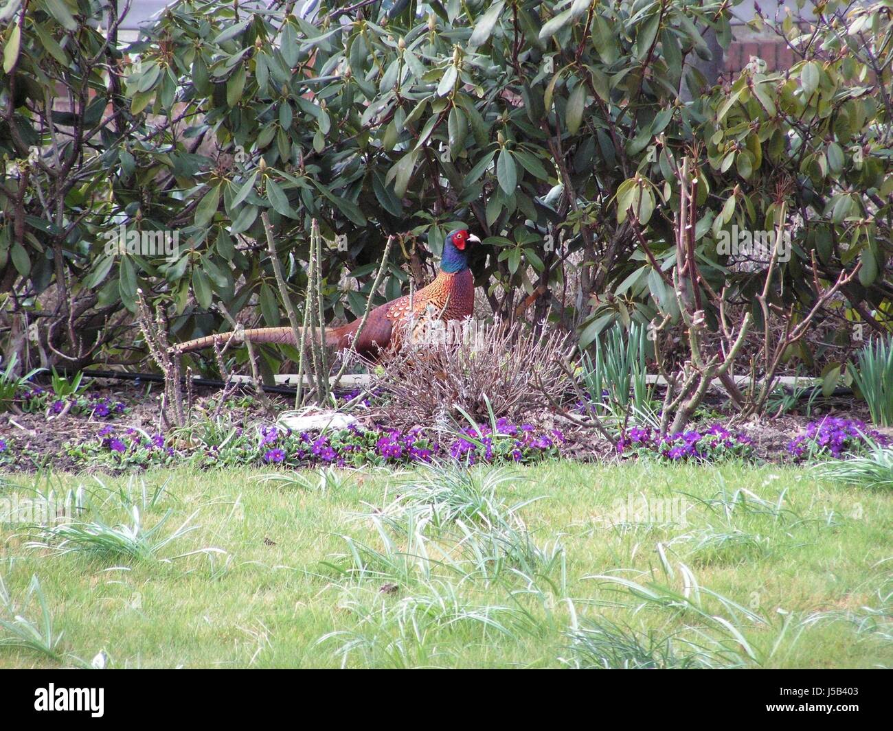garden animal bird green curious nosey nosy coloured colourful gorgeous ...