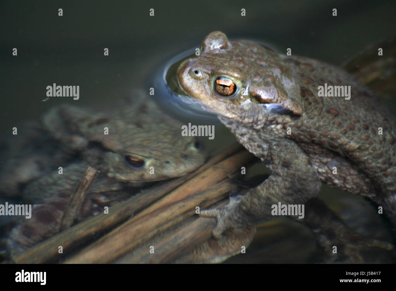 amphibian frog toads fresh water pond water toad frogs spawn ...